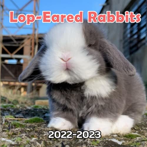 Lop-Eared Rabbits 2022 Calendar: Lovely Bunnies Gift Idea / White ...