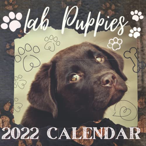 Lab Puppies Calendar 2022: 12 Months Labrador Retrievers Themed Photos ...