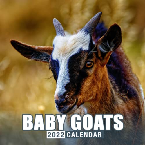 Lovely Baby Goats Calendar 2022: Cutest baby animal calendar 2022 ...