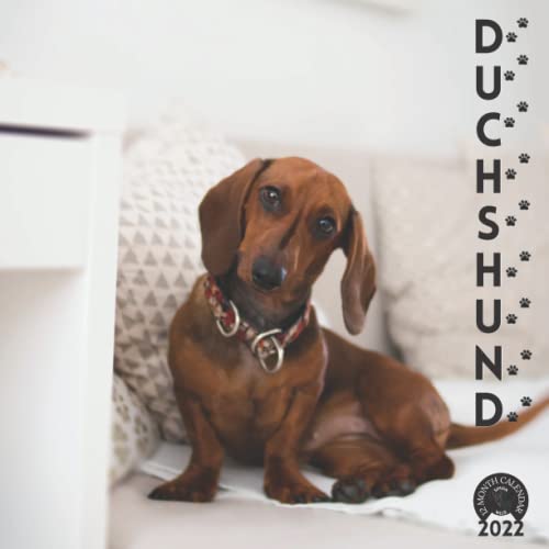dachshund calendar 2022: 12 Monthly Grid Space for Plans and Schedules ...