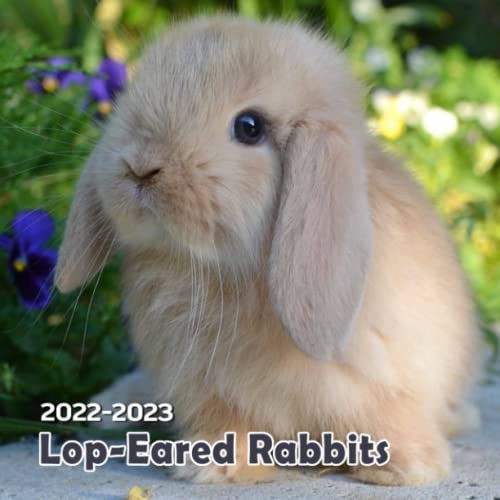 Lop-Eared Rabbits 2022 Calendar: Lovely Bunnies Gift Idea / White ...