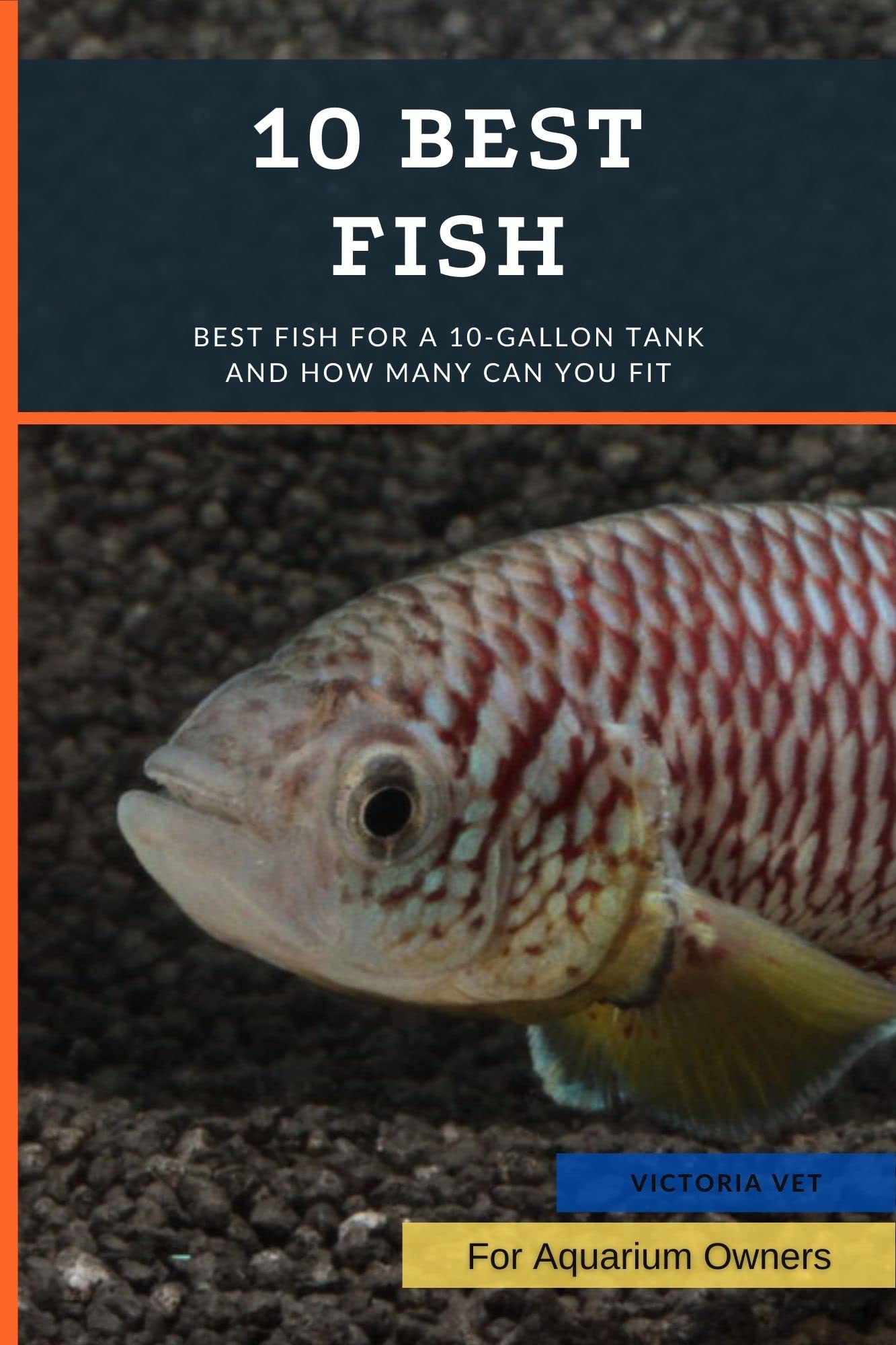 10 Best Fish: Best Fish For A 10-Gallon Tank And How Many Can You Fit ...