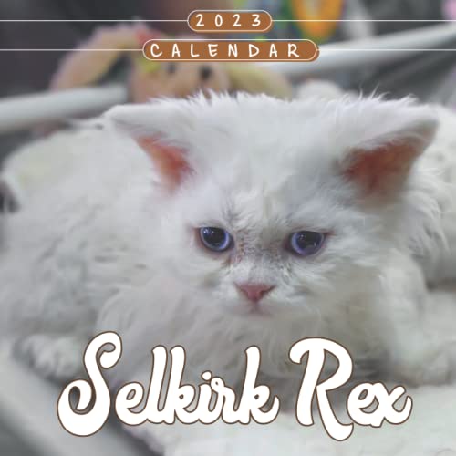 Selkirk Rex Calendar 2023: Cool gift for you, your family and friends ...