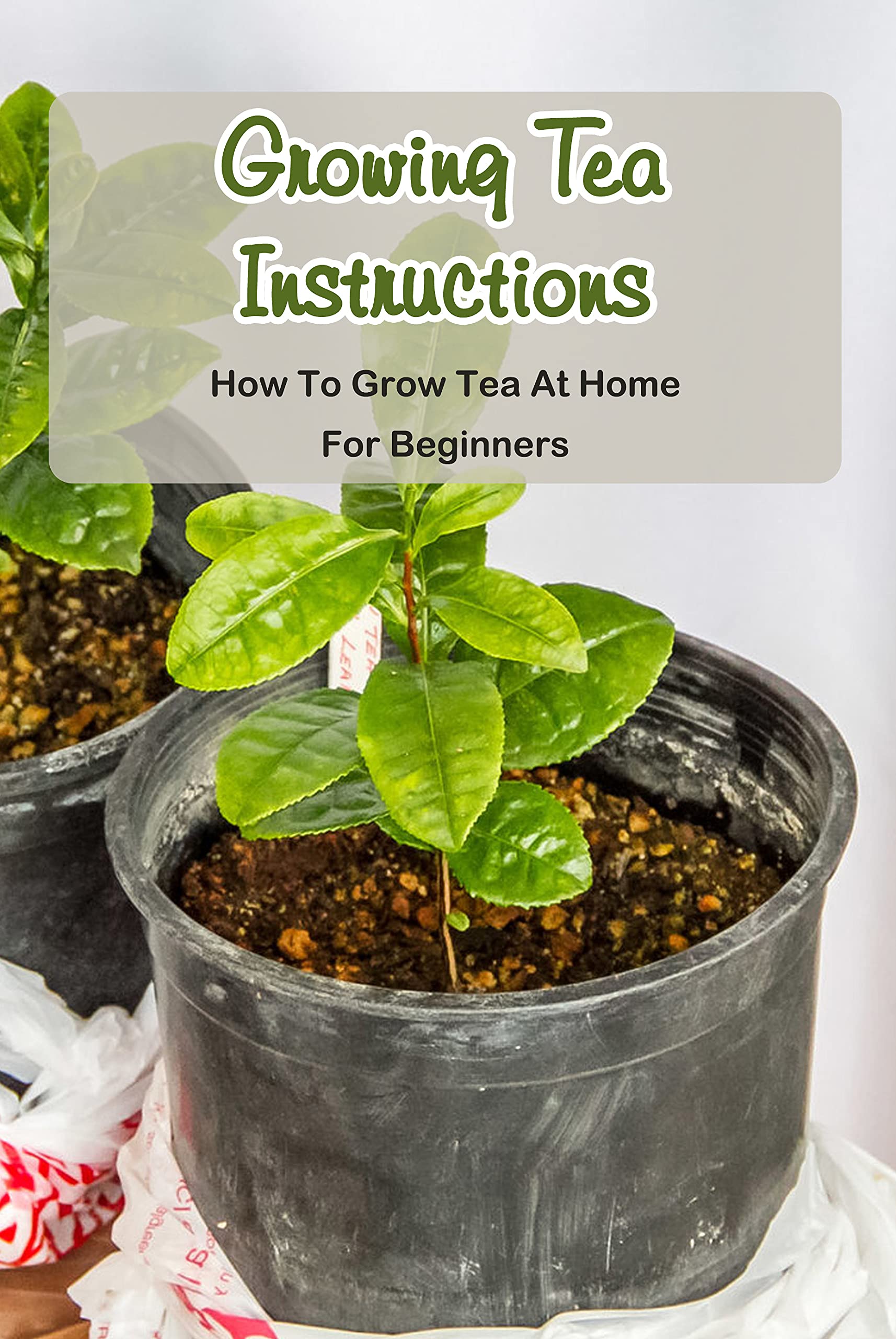 Growing Tea Instructions: How To Grow Tea At Home For Beginners by ...