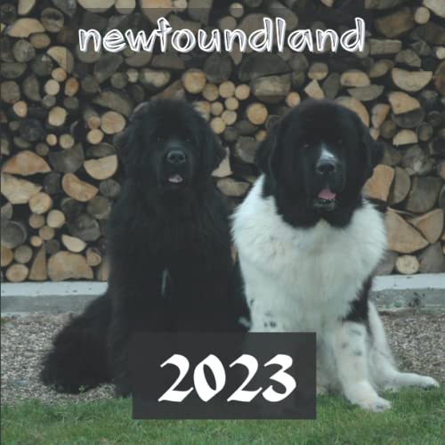 newfoundland calendar 2023: Newfoundland Puppies Calendar 2023 12-Month Calendar, Cute Gift Idea ...