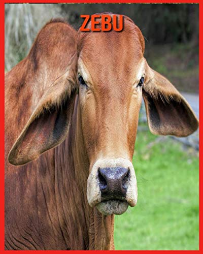 Zebu: Amazing Photos & Fun Facts Book About Zebu For Kids by Alicia ...