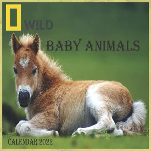 BABY ANIMALS CALENDAR 2022: Baby Animals Cute Babies "8.5x8.5" Inch 12 ...
