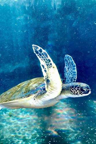 Journal: Turtle Journal: Sea Turtle Paperback Notebook Journal, Turtle ...