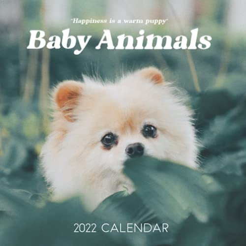 Baby Animals Calendar: Beautiful Calendar Gift for Family, Friends and ...