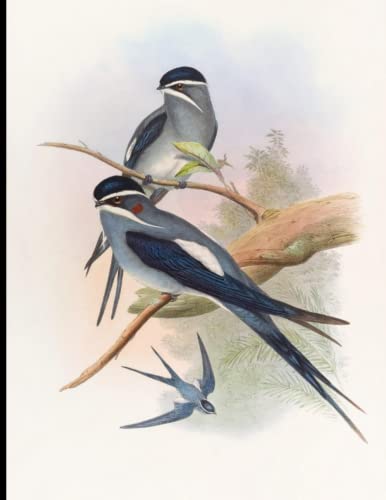 illustration of the bearded tree swift: 8.5 x 11 inches 100 Pages Large ...