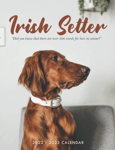 Irish Setter Calendar: Beautiful Calendar Gift for Family, Friends and ...