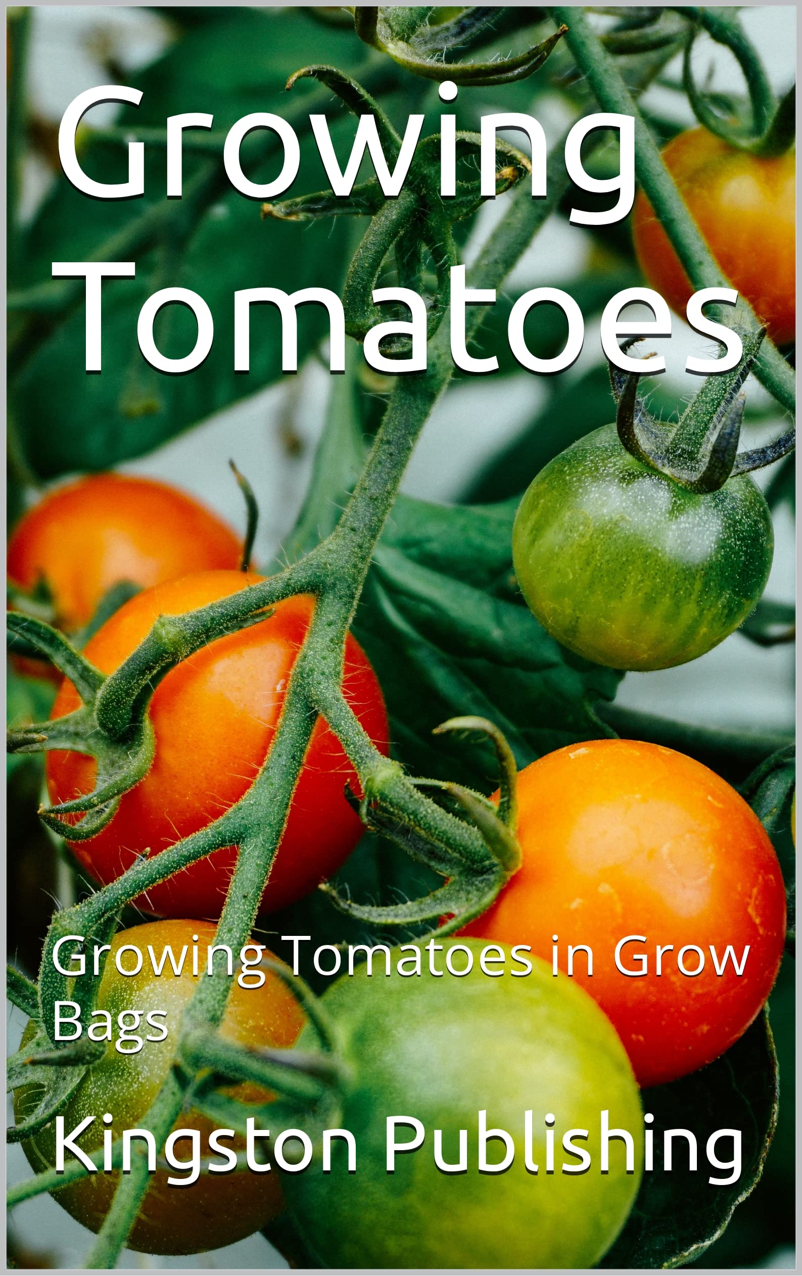 Growing Tomatoes : Growing Juicy Tomatoes in Grow Bags by Kingston ...