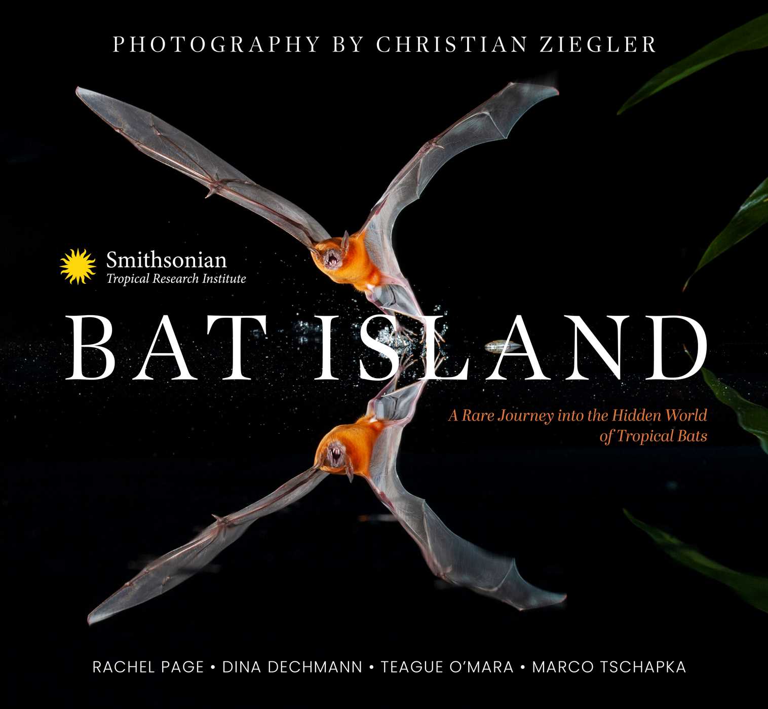 Bat Island: A Rare Journey into the Hidden World of Tropical Bats by ...