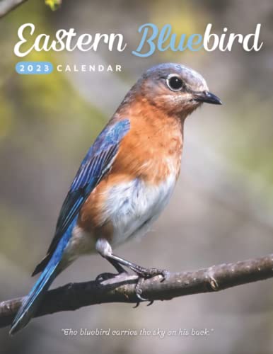 Eastern Bluebird Calendar: 18-Month Calendar 2023 - Fantastic Calendar ...