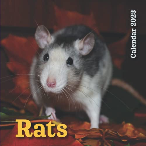 Rats Calendar 2023: 18 Month Rats Calendar 2023 : July 2022 to December ...