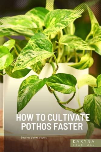 How to cultivate Pothos Faster: Become plants expert by KARYNA KRAKHMAL ...