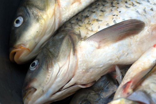 101 Fly Fishing Tips for Beginners - Ultimate Guide by J Hartley ...