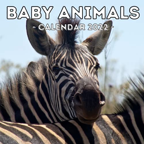 Baby Animals Calendar 2022: 16-Month Calendar, Cute Gift Idea For ...