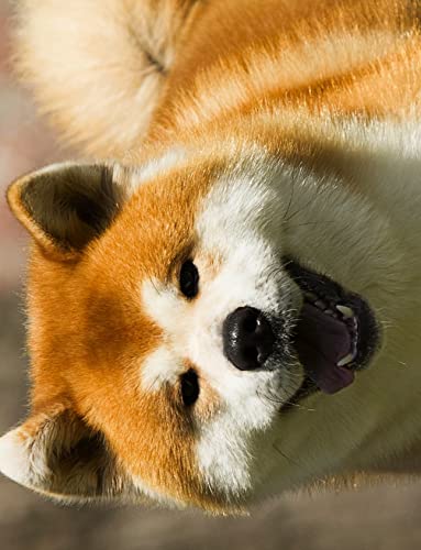 Akitas Dog Breed, A No Text Picture Book: An Amazing Collection With Compelling Photos Of Akitas ...