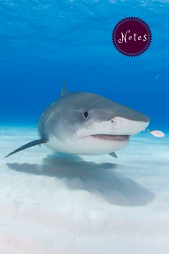 Shark Notes: Flying shark notebook for Kids, Girls, Men, Women, Toddles ...