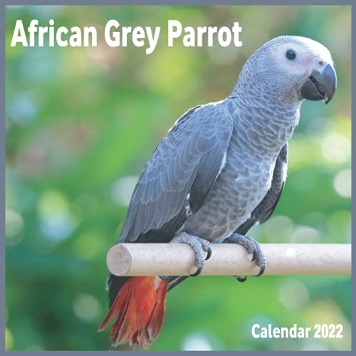 African Grey Parrot CALENDAR 2022: African Grey Parrot calendar 2022 "8 ...
