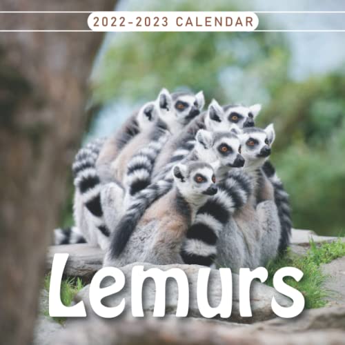 Lemurs Calendar 2022 2023: Great 24-month Calendar for all fans - from ...