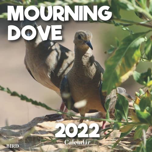 Mourning dove Calendar 2022: A Monthly and Weekly Calendar 2022 - 12 ...