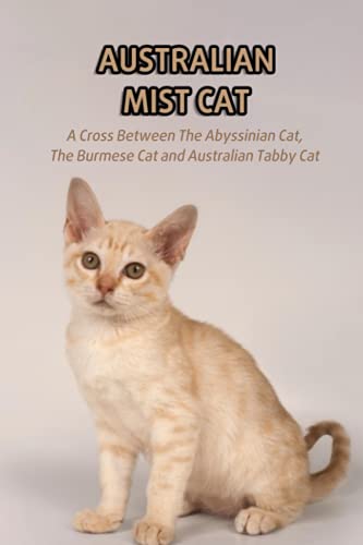 Australian Mist Cat: A Cross Between The Abyssinian Cat, The Burmese ...