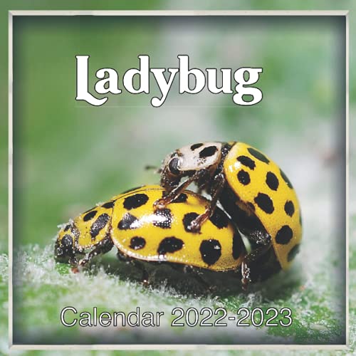 Ladybug 2022-2023 Calendar: Ladybugs Insects 2022 Calendar 16 Months by ...