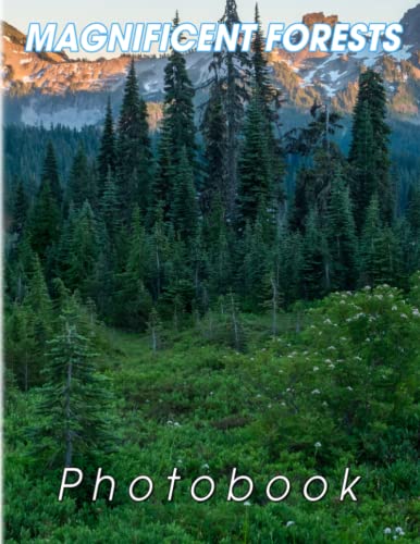 Magnificent Forests Photography: Forests to Connect with Nature Picture ...