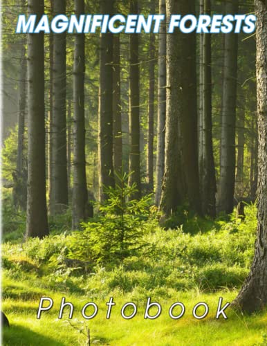 Magnificent Forests Photography: Forests to Connect with Nature Picture ...