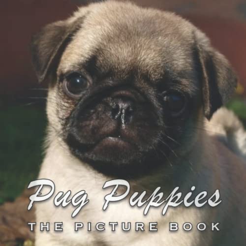 A Picture Book Of Pug Puppies: An Amazing Collection With Compelling ...