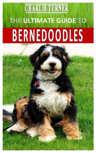THE ULTIMATE GUIDE TO BERNEDOODLES: The Ultimate Guide on everything you need to know about the ...