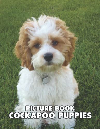 The Picture Book Of Cockapoo Puppies: Compelling Photos Collection Of ...