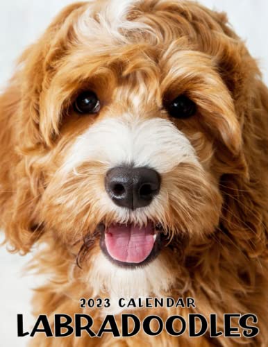 Photo Of Labradoodles: Labradoodles 2023-2024 Calendar As A Great Gift ...