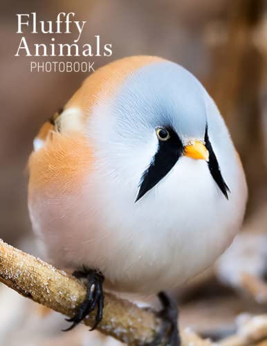 Fluffy Animals Photobook: These Pictures Of Super Cute Animals Will ...