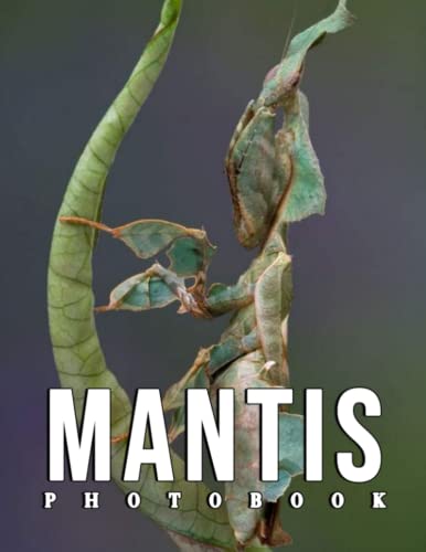 The Photo Of Mantis: Compelling Photos Collection Of Mantis As A Great ...