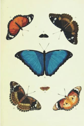 Butterfly Field Guide Blank Notebook by Elsie May | Goodreads