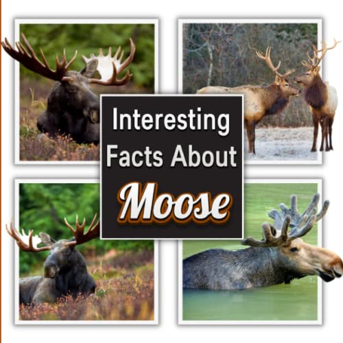 Interesting Facts About Moose: Moose Picture Book for Children's ...