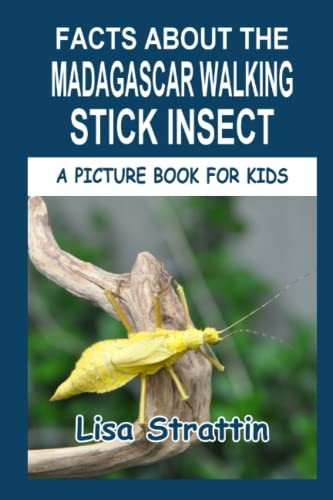 Facts About the Madagascar Walking Stick Insect by Lisa Strattin ...