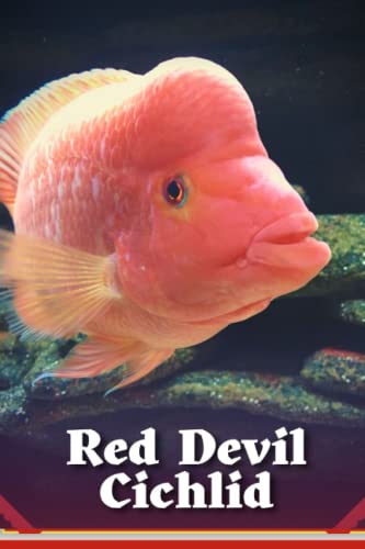 RED DEVIL CICHLID: AQUARIUM SIZE, TANK MATES, FEEDING, AND MORE by ...