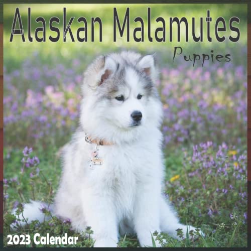 Alaskan Malamute Puppies 2023 Calendar: 16 Month Calendar from January ...