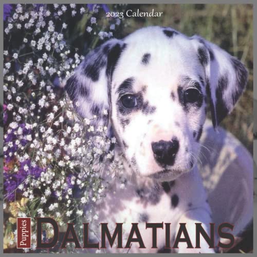 Dalmatians Puppies Calendar 2023: Calendar 2023-2024 16 month Perfect ...