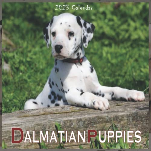 Dalmatians Puppies 2023 Calendar: 16 month calendar 2023 to 2024 with ...