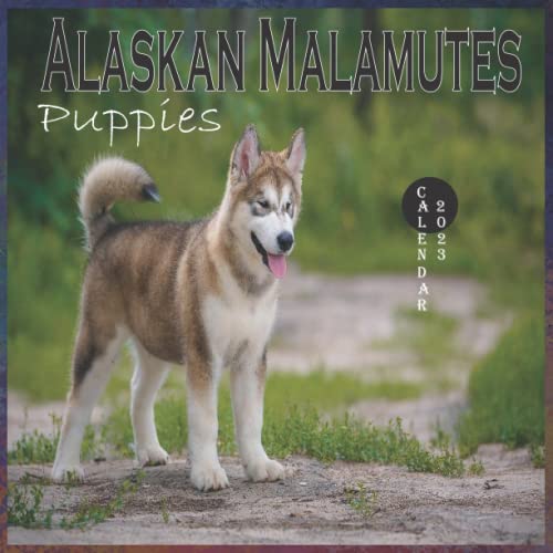 Alaskan Malamute Puppies Calendar 2023: Calendar 2023-2024 16 month ...