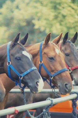 2023 Weekly Planner Horse Photo Equine Polo Pony String 118 Pages: 2023 ...