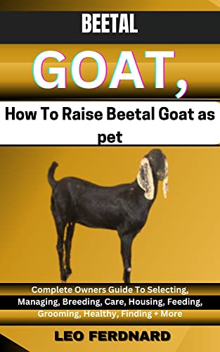 Beetal Goats