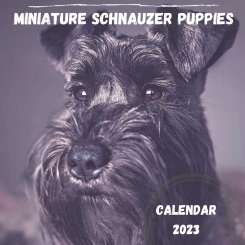 Miniature Schnauzer puppies Calendar 2023 by Chokabolo Publishing 2023 ...