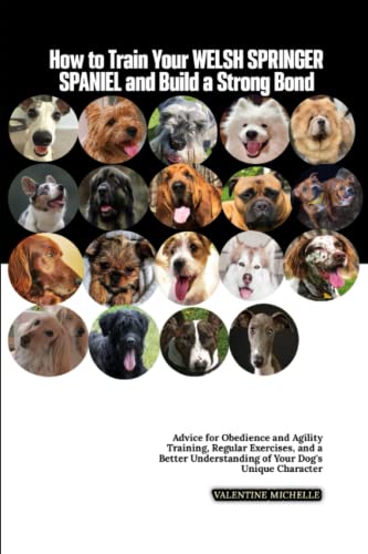 How to Train Your WELSH SPRINGER SPANIEL and Build a Strong Bond ...