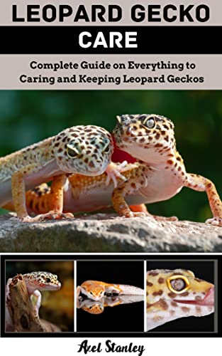 LEOPARD GECKO CARE: Complete guide on everything to caring and keeping ...